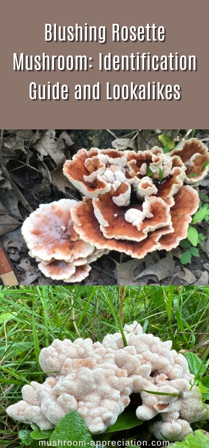 Blushing Rosette Mushroom: Identification Guide and Lookalikes ...