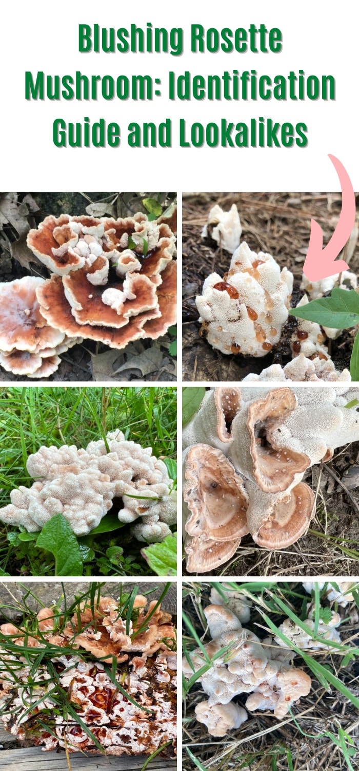 Blushing Rosette Mushroom: Identification Guide and Lookalikes ...