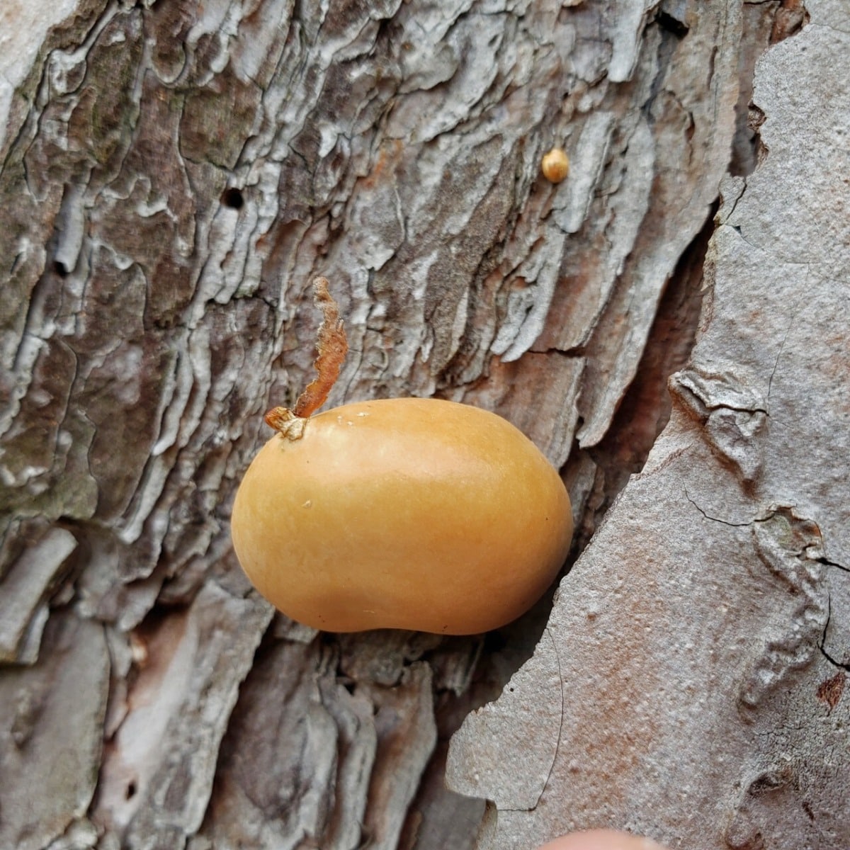 White Cheese Polypore: Identification Guide - Mushroom Appreciation