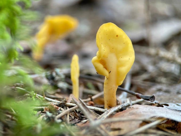 Yellow Earth Tongue Mushroom: Identification and Lookalikes - Mushroom ...