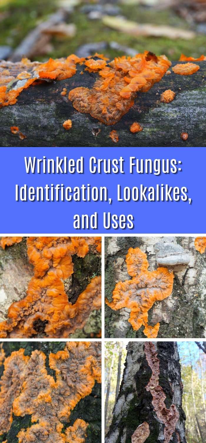 Wrinkled Crust Fungus: Identification, Lookalikes, and Uses - Mushroom ...