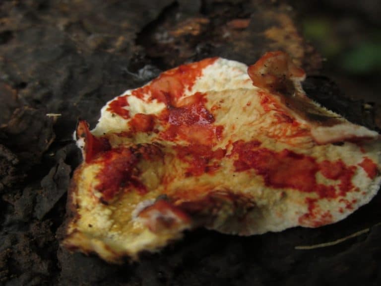 Wrinkled Crust Fungus: Identification, Lookalikes, and Uses - Mushroom ...