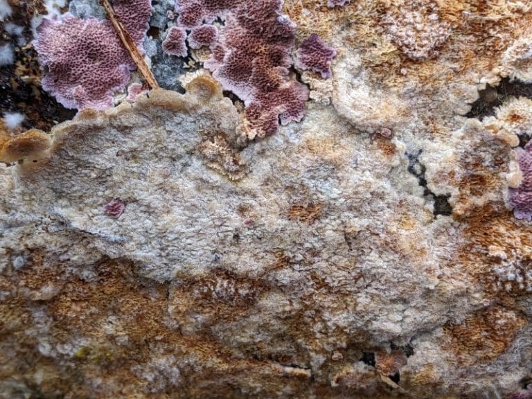 Wrinkled Crust Fungus: Identification, Lookalikes, and Uses - Mushroom ...