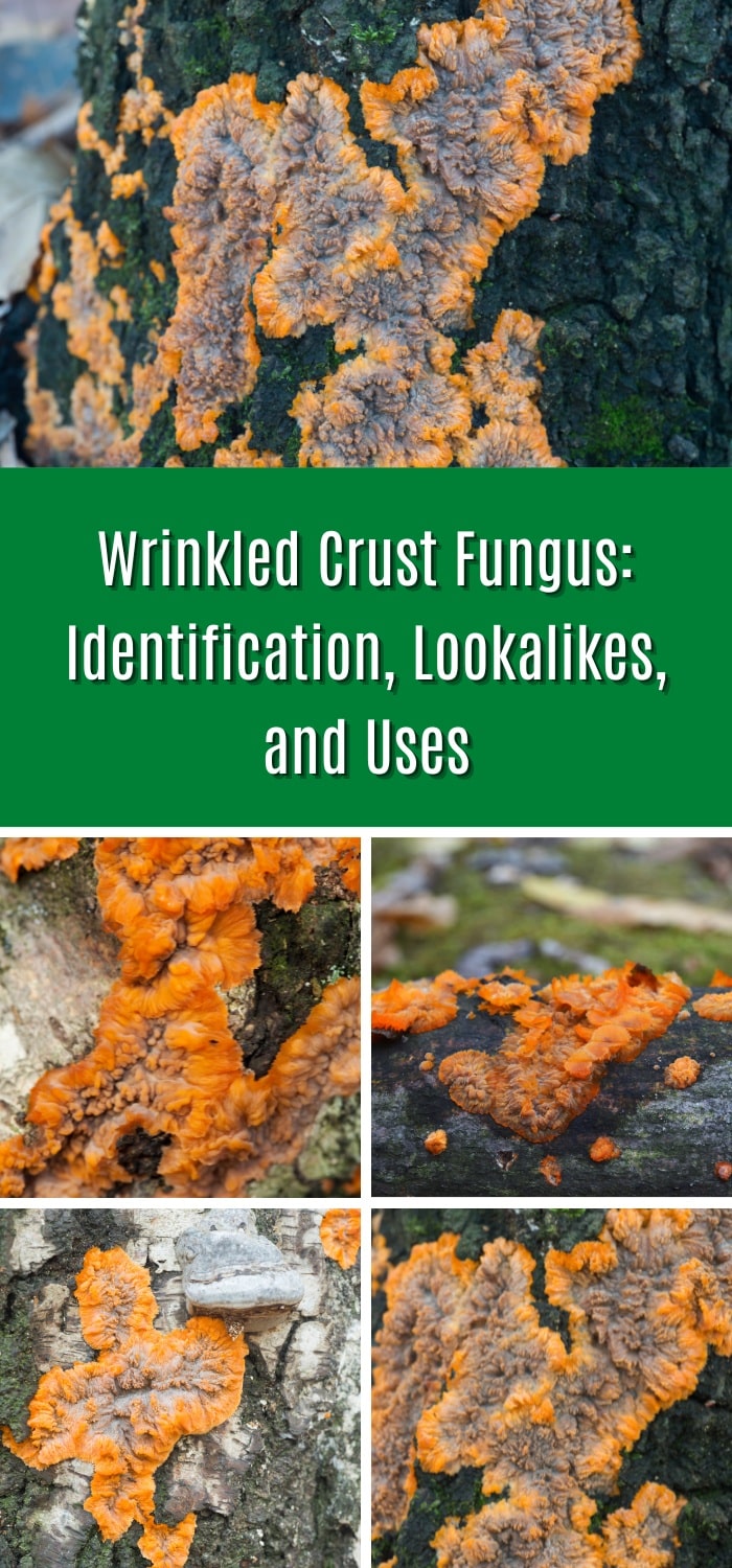Wrinkled Crust Fungus: Identification, Lookalikes, and Uses - Mushroom ...