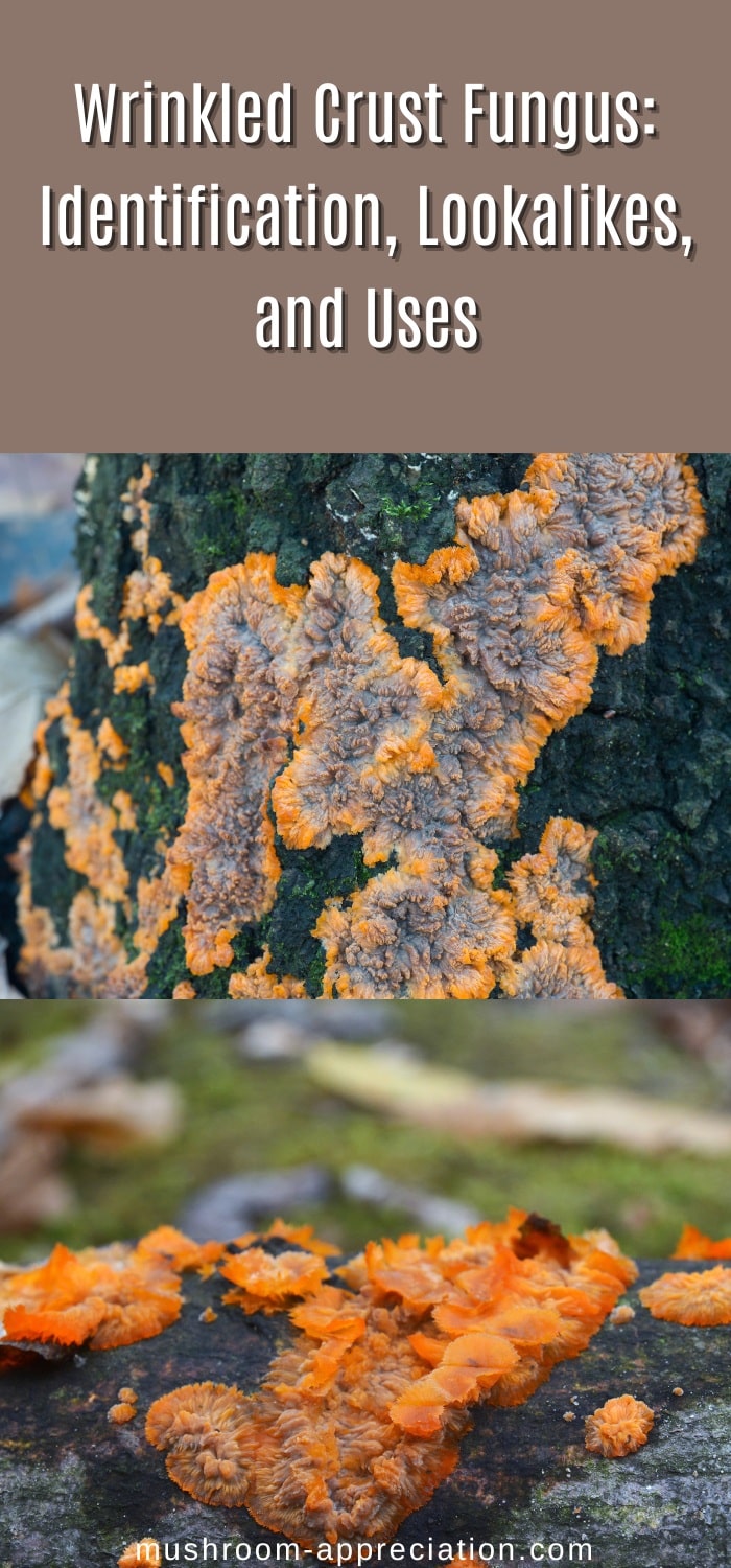 Wrinkled Crust Fungus: Identification, Lookalikes, and Uses - Mushroom ...