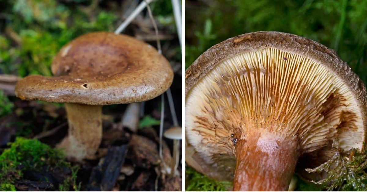 Brown Roll Rim Mushroom: Identification, Toxicity, And Lookalikes ...
