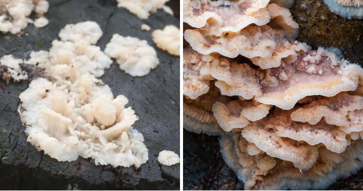 Trembling Phlebia: Identification Guide For Jelly Rot Fungus - Mushroom ...