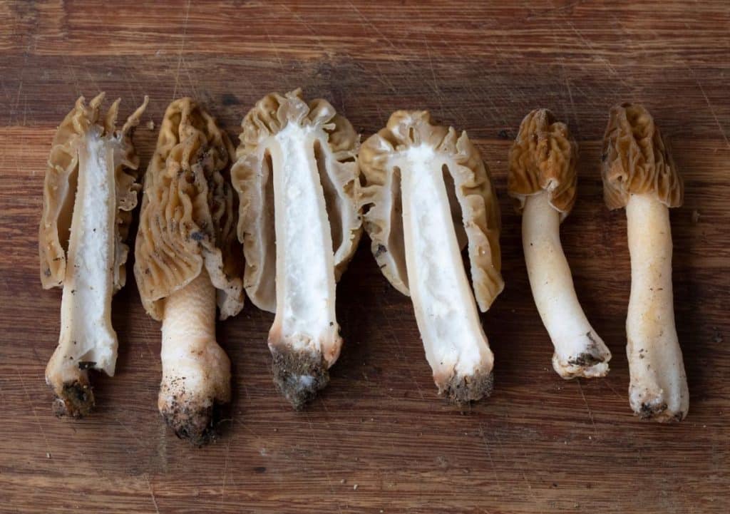 Verpa Mushrooms: Identification Guide for Early Morels - Mushroom ...