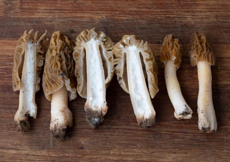 Verpa Mushrooms: Identification Guide for Early Morels - Mushroom ...