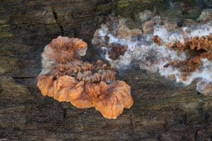 Wrinkled Crust Fungus: Identification, Lookalikes, and Uses - Mushroom ...