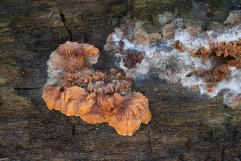 Wrinkled Crust Fungus: Identification, Lookalikes, and Uses - Mushroom ...