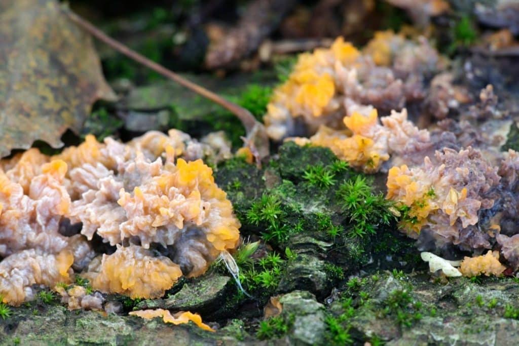 Wrinkled Crust Fungus: Identification, Lookalikes, and Uses - Mushroom ...