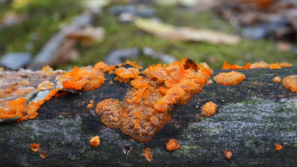 Wrinkled Crust Fungus: Identification, Lookalikes, and Uses - Mushroom ...