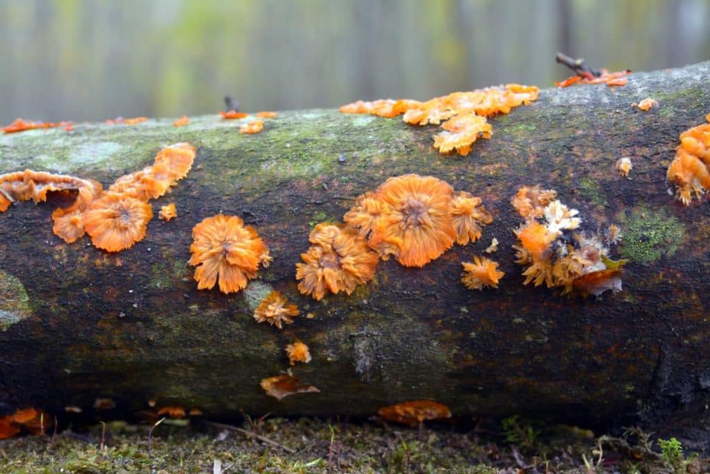 Wrinkled Crust Fungus: Identification, Lookalikes, and Uses - Mushroom ...