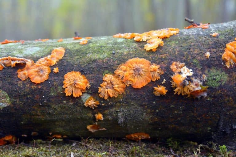 Wrinkled Crust Fungus: Identification, Lookalikes, and Uses - Mushroom ...