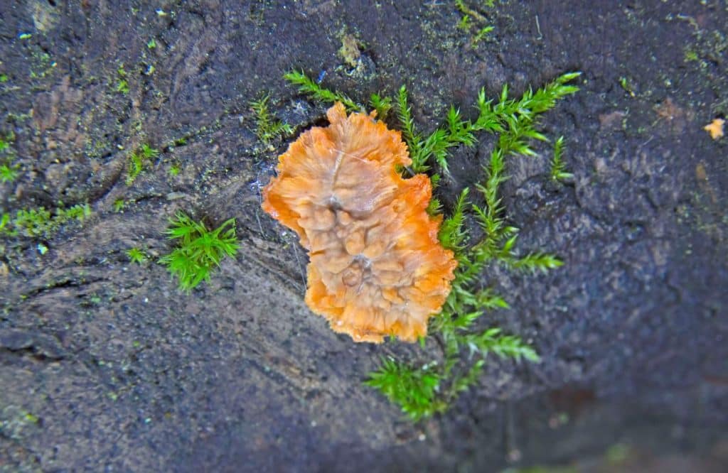 Wrinkled Crust Fungus: Identification, Lookalikes, and Uses - Mushroom ...