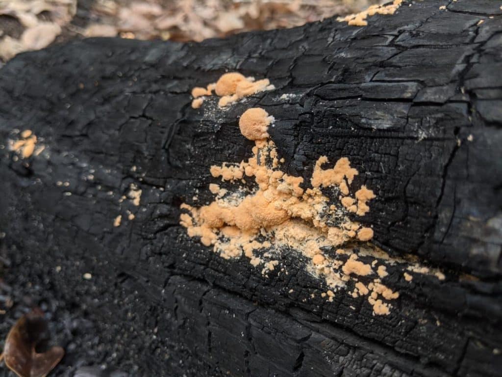 Wrinkled Crust Fungus: Identification, Lookalikes, and Uses - Mushroom ...