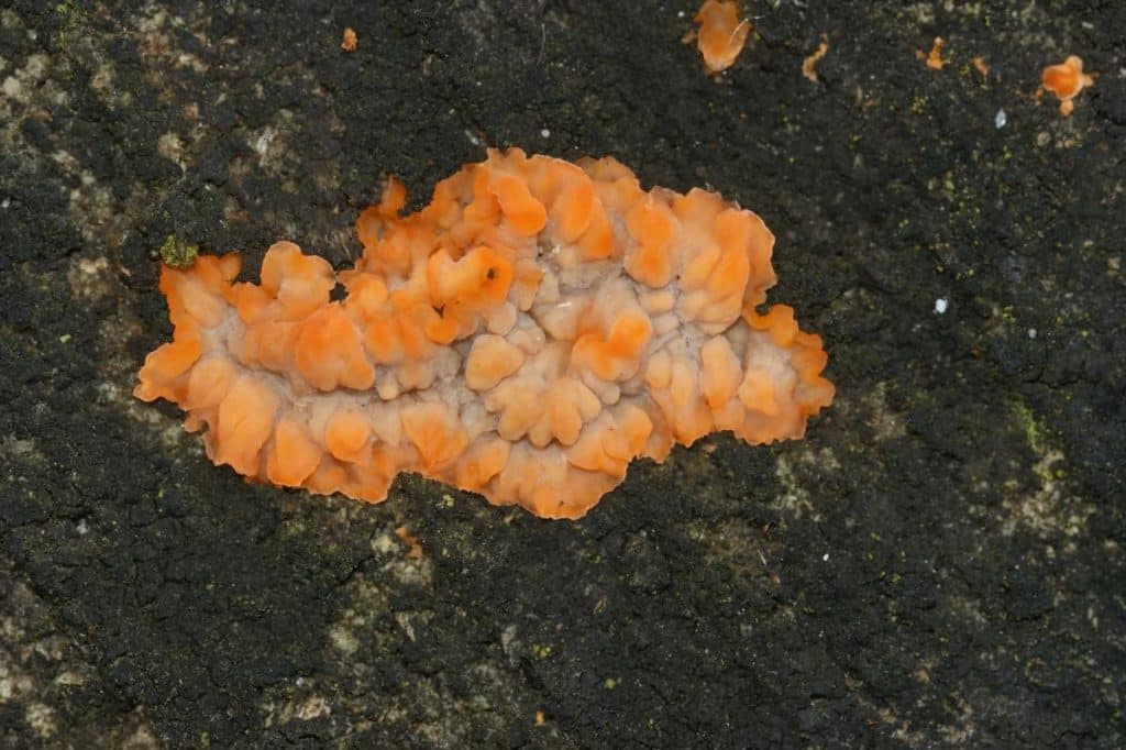 Wrinkled Crust Fungus: Identification, Lookalikes, and Uses - Mushroom ...