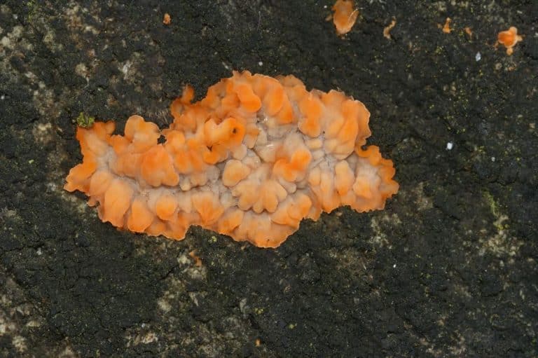 Wrinkled Crust Fungus: Identification, Lookalikes, and Uses - Mushroom ...