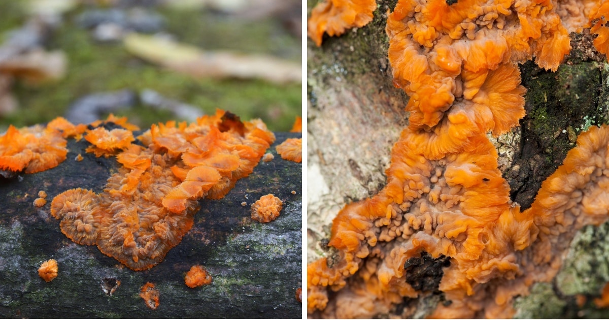 Wrinkled Crust Fungus: Identification, Lookalikes, and Uses - Mushroom ...