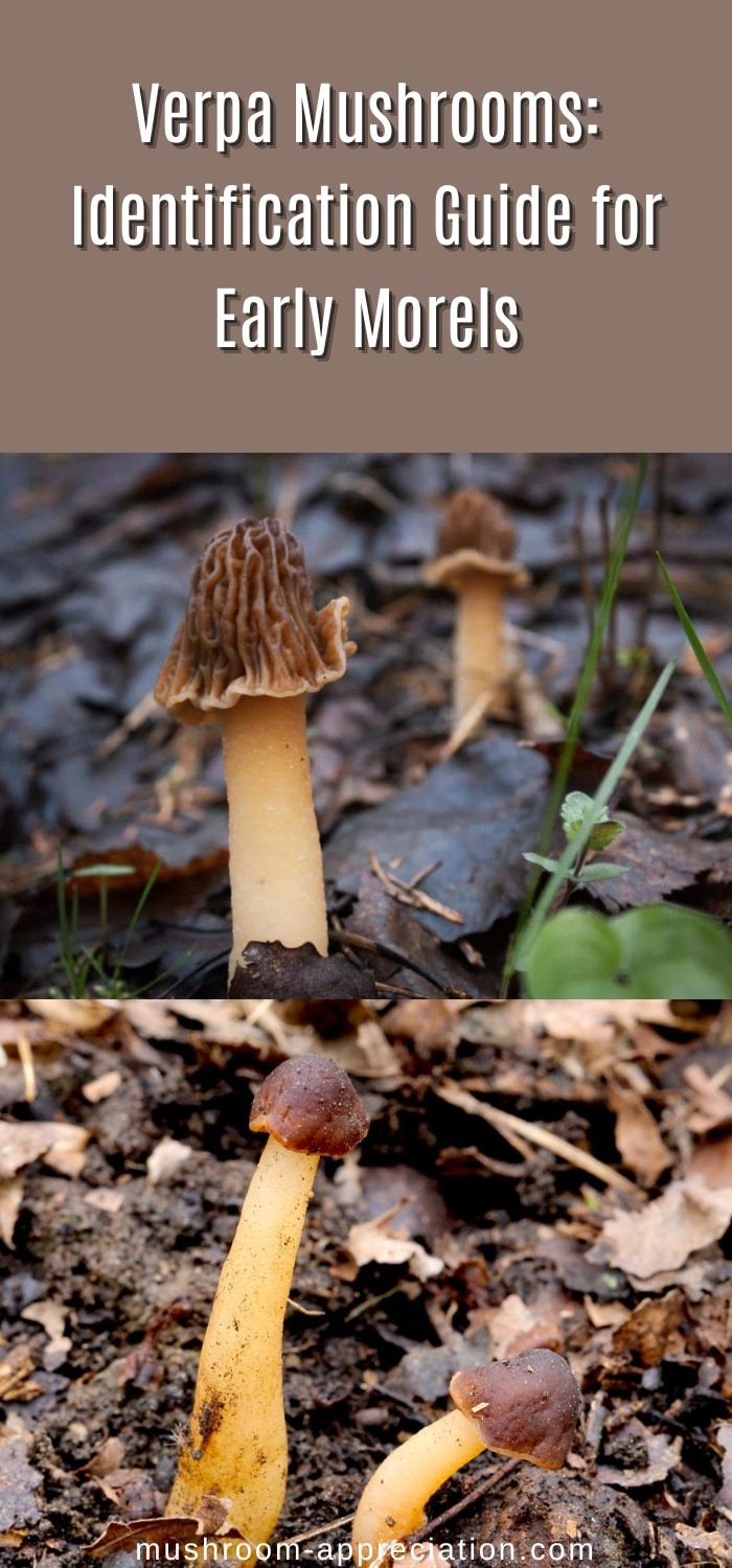 Verpa Mushrooms: Identification Guide for Early Morels - Mushroom ...