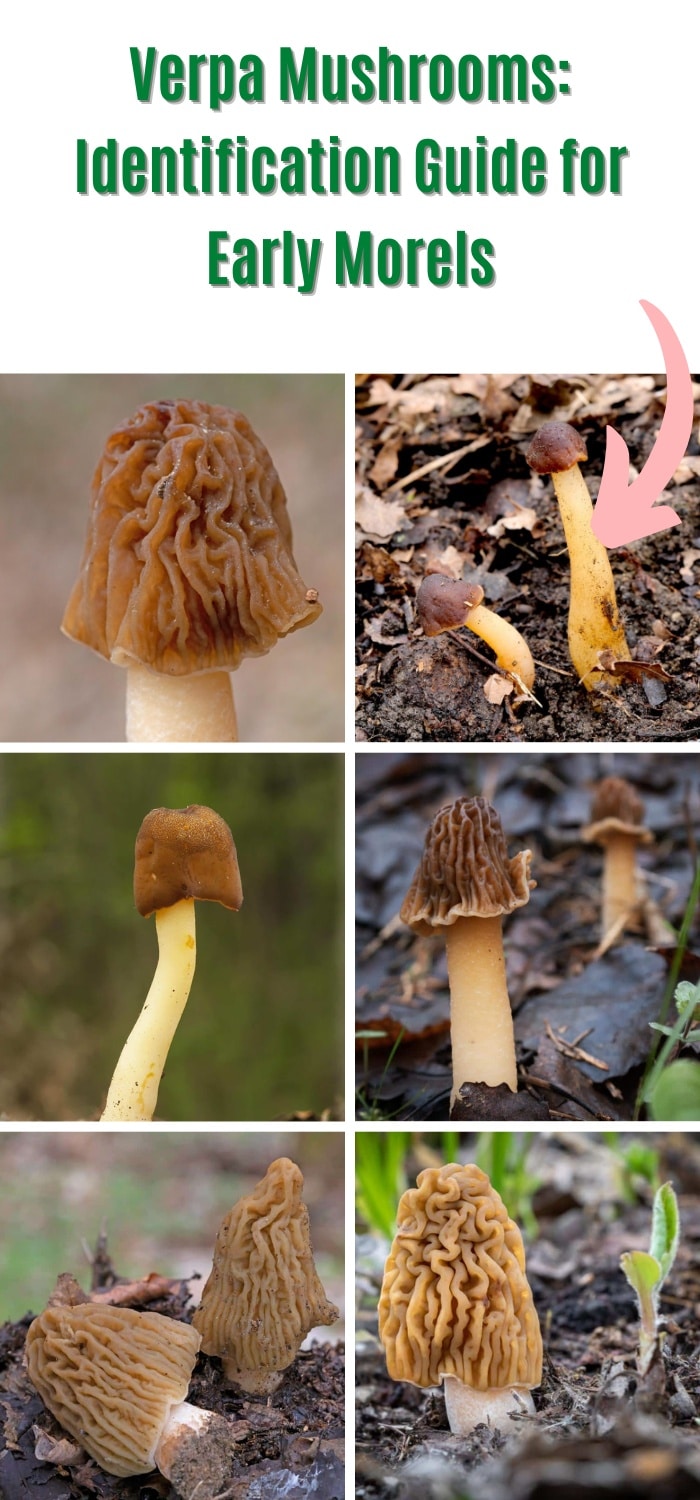 Verpa Mushrooms: Identification Guide for Early Morels - Mushroom ...