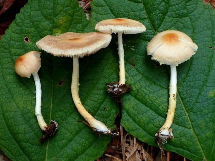 Lepiota Mushrooms: Identification Guide - Mushroom Appreciation