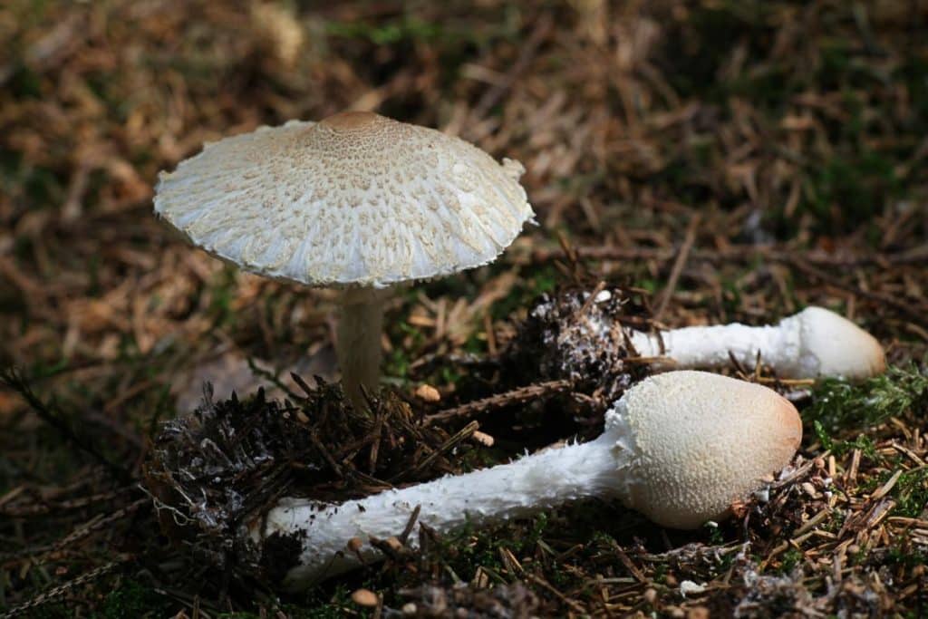 Lepiota Mushrooms: Identification Guide - Mushroom Appreciation