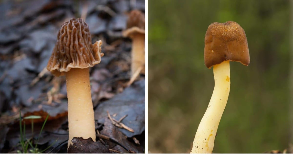 Verpa Mushrooms: Identification Guide for Early Morels - Mushroom ...