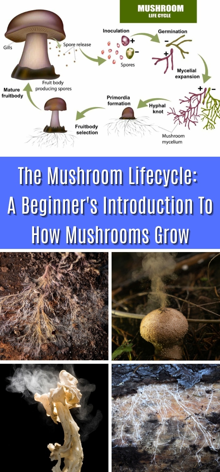 The Mushroom Lifecycle: A Beginner's Introduction To How Mushrooms Grow ...