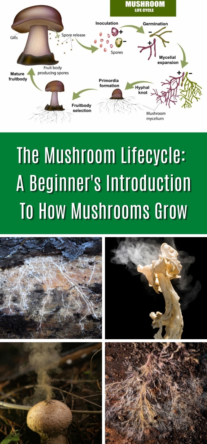The Mushroom Lifecycle: A Beginner's Introduction To How Mushrooms Grow ...