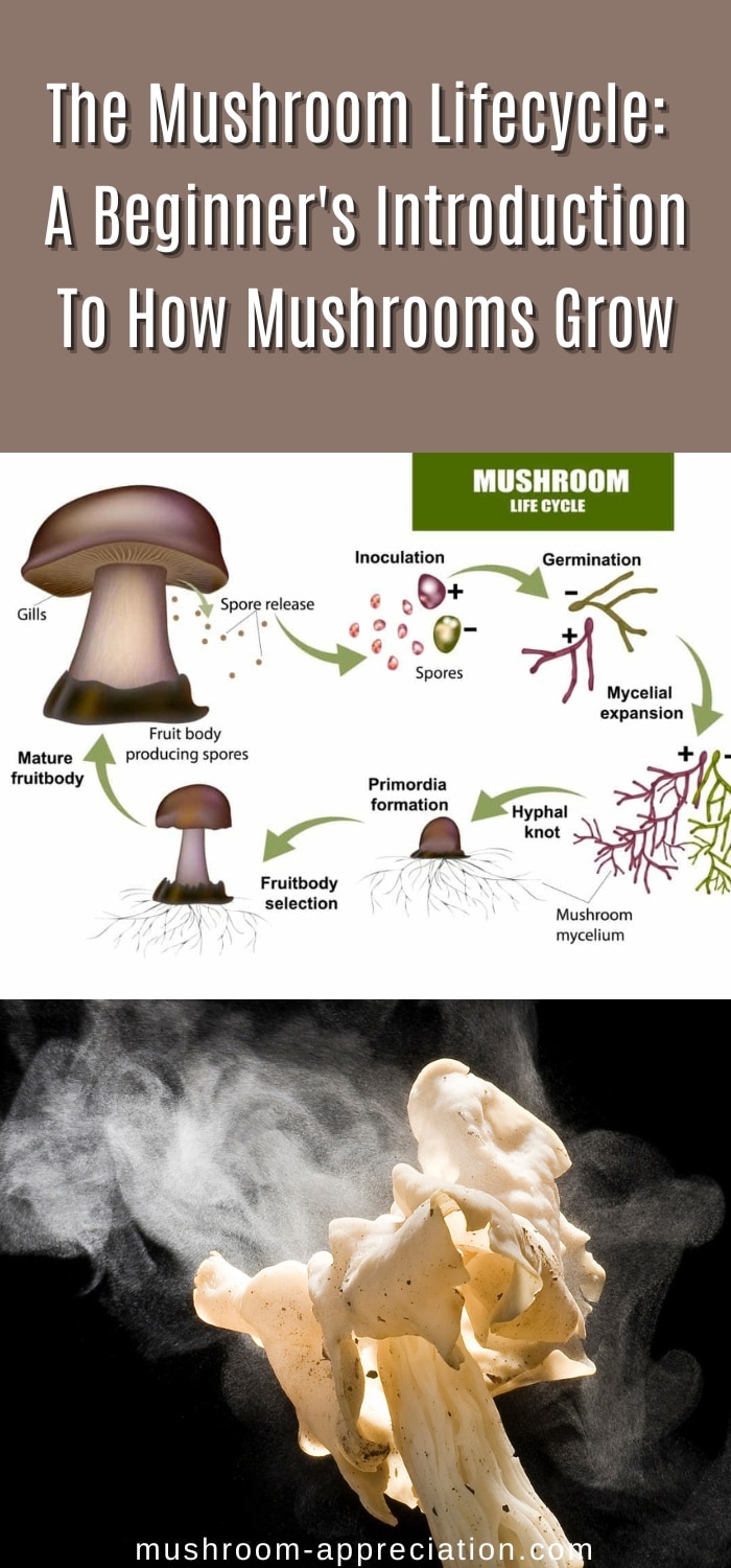 The Mushroom Lifecycle: A Beginner's Introduction To How Mushrooms Grow ...