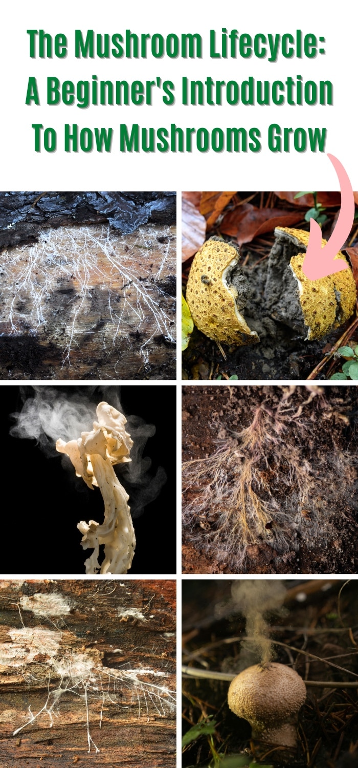 The Mushroom Lifecycle: A Beginner's Introduction To How Mushrooms Grow ...
