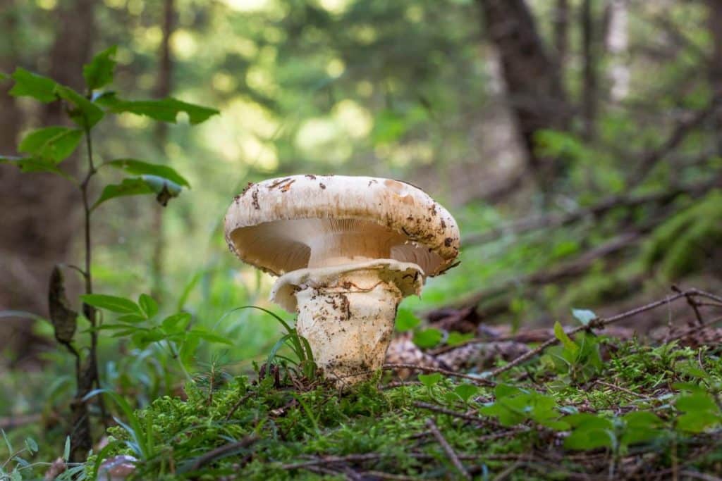 Mock Matsutake: Identification, Edibility, and How to Differentiate it ...
