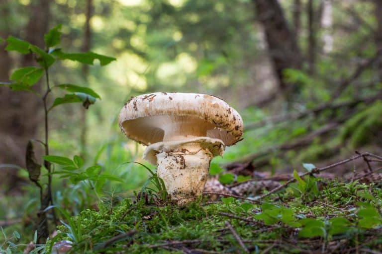 Mock Matsutake: Identification, Edibility, and How to Differentiate it ...