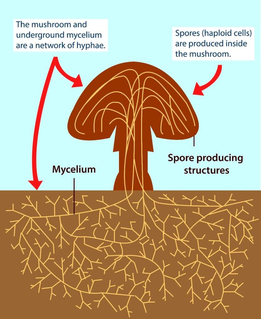 The Mushroom Lifecycle: A Beginner's Introduction To How Mushrooms Grow ...