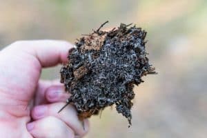 The Mushroom Lifecycle: A Beginner's Introduction To How Mushrooms Grow ...