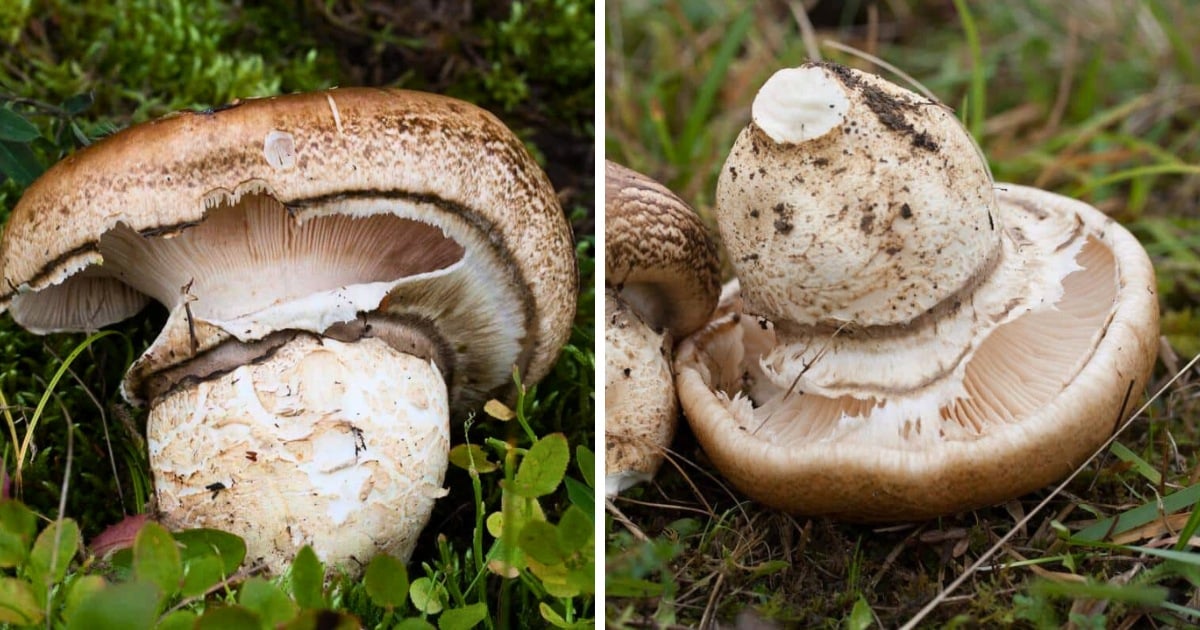 Mock Matsutake: Identification, Edibility, and How to Differentiate it ...