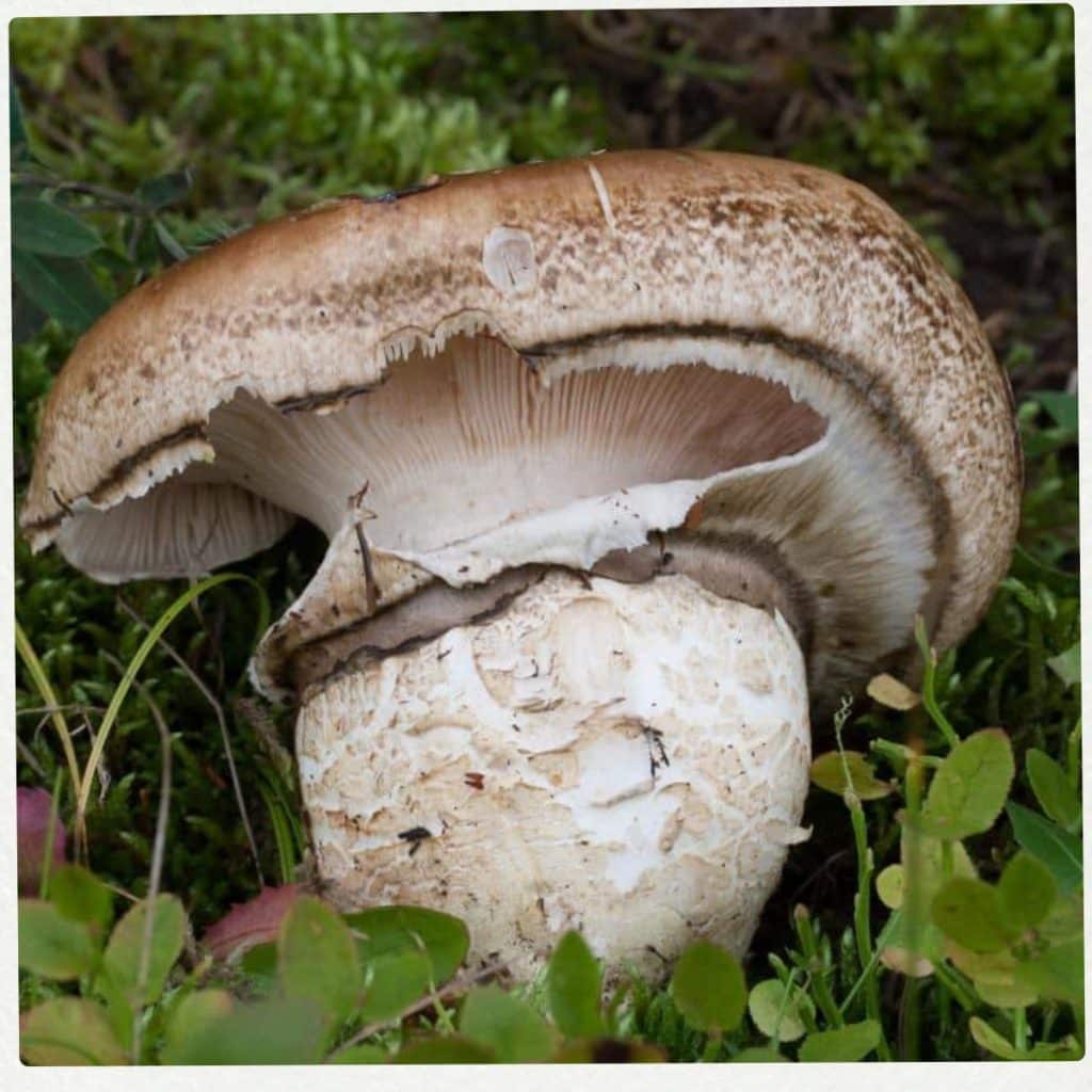The Marvelous Matsutake Mushroom - Mushroom Appreciation
