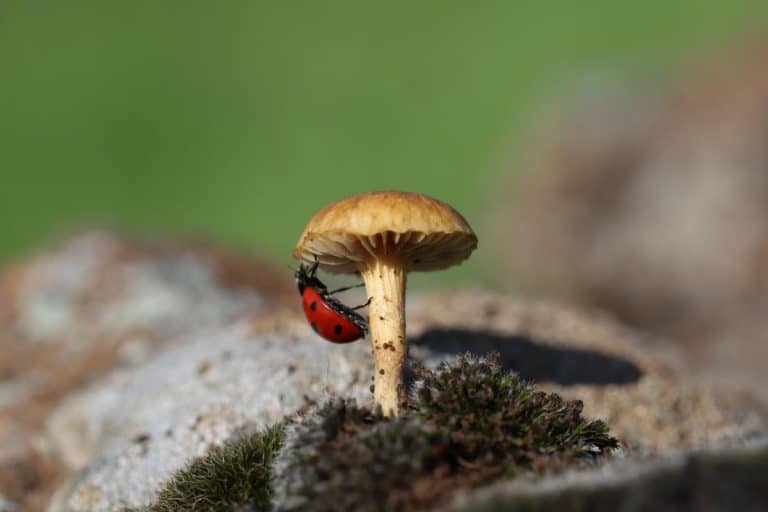 How Do Animals Know Which Mushrooms Are Safe To Eat? - Mushroom ...