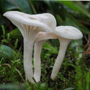 Snow Fungus: Identification, Foraging, and Cooking Guide - Mushroom ...