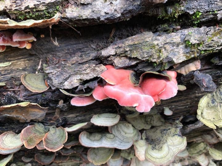 Coral Pink Phlebia Identification Guide: Lookalikes and Edibility ...