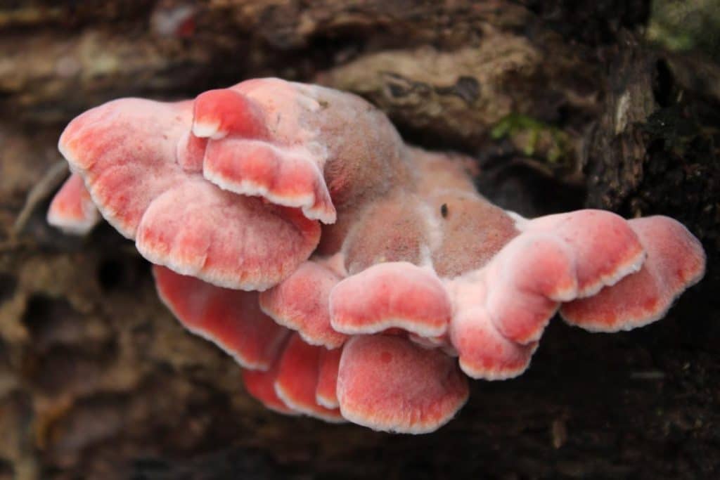 Coral Pink Phlebia Identification Guide: Lookalikes and Edibility ...