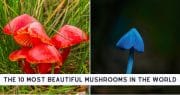 The 10 Most Beautiful Mushrooms in the World - Mushroom Appreciation