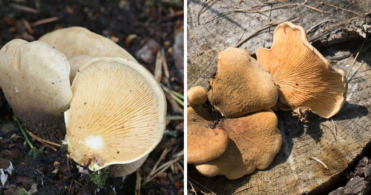 Oyster Rollrim Mushroom: Identification, Lookalikes, and Edibility ...