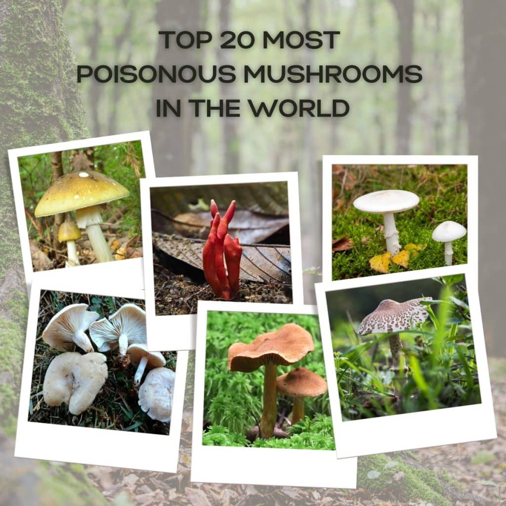 Poisonous Mushrooms: Facts, Myths, and Identification Information ...