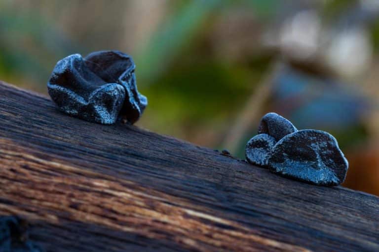 Black Witch's Butter & Warlock's Butter: Identification, Edibility, and ...