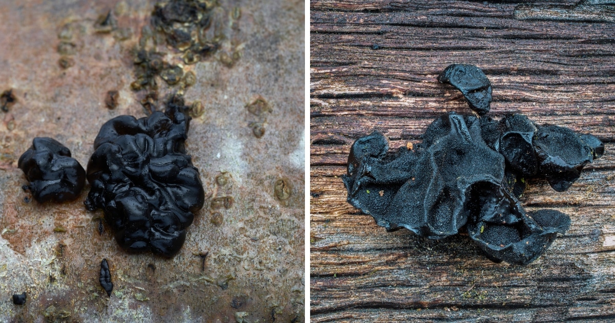 Black Witch's Butter & Warlock's Butter: Identification, Edibility, and ...