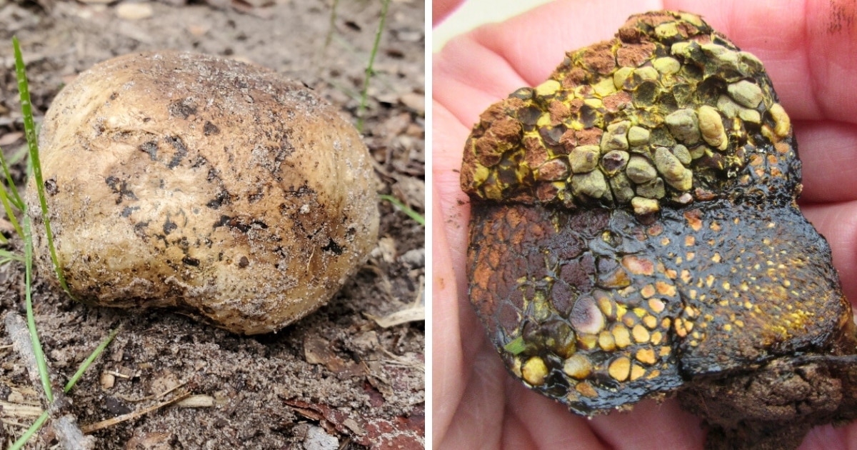 Dead Man's Foot Fungus: Identification Guide and Lookalikes - Mushroom ...
