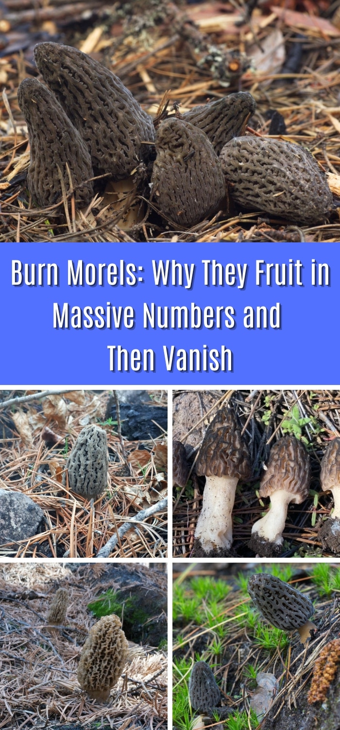 Burn Morels: Why They Fruit in Massive Numbers and Then Vanish ...